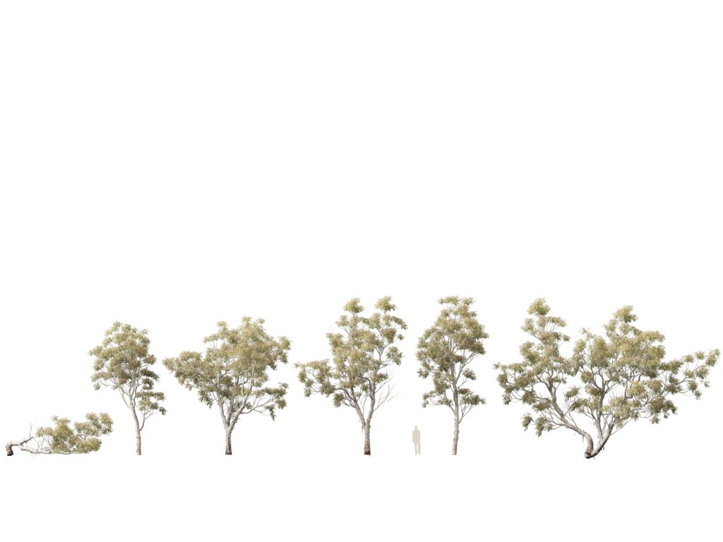 Australian Native Trees Pack 31