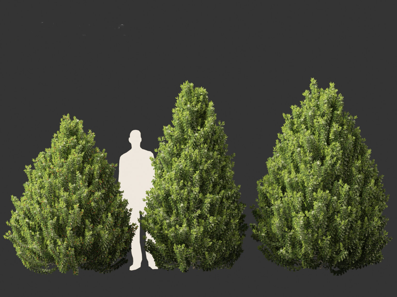 Ilex × aquipernyi Meschik DRAGON LADY - Holly Tree 3D Model ...