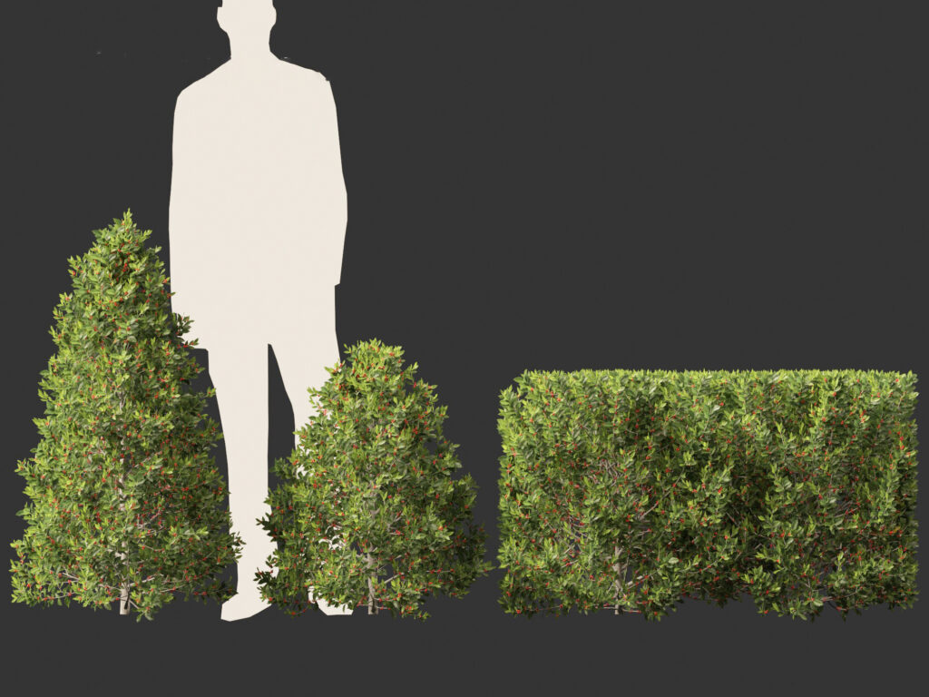 Ilex × aquipernyi Meschik DRAGON LADY - Holly Tree 3D Model ...