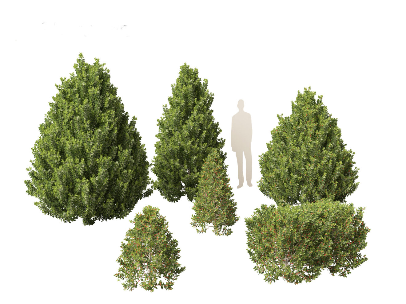 Ilex × aquipernyi Meschik DRAGON LADY - Holly Tree 3D Model ...