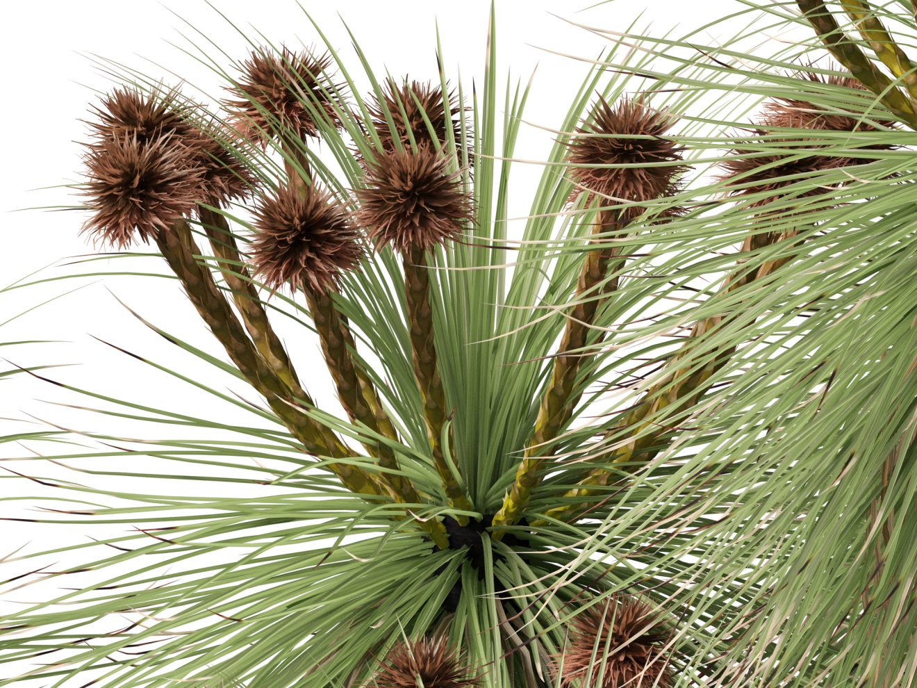 Kingia australis - bullanock 3D Model