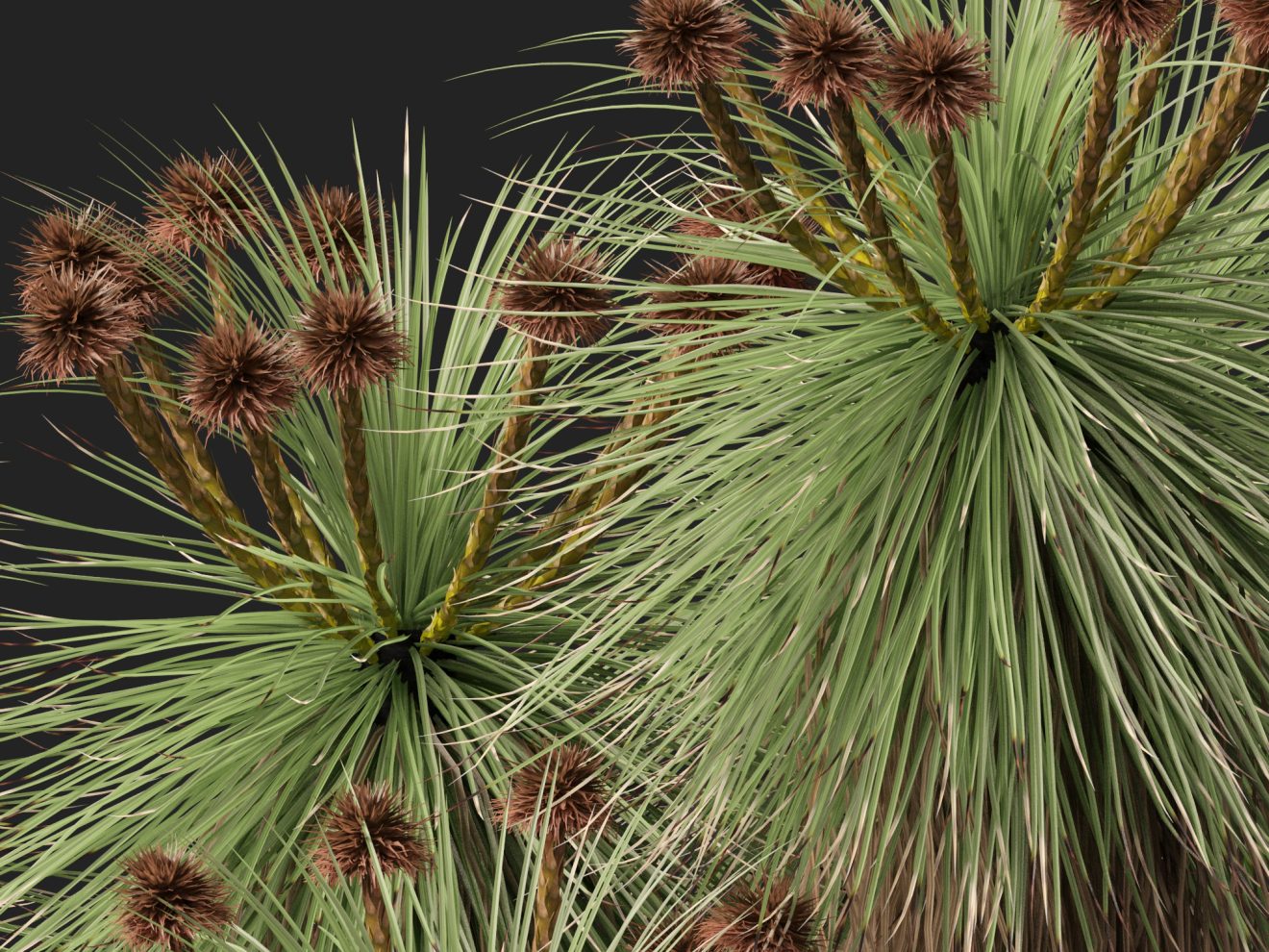 Kingia australis - bullanock 3D Model