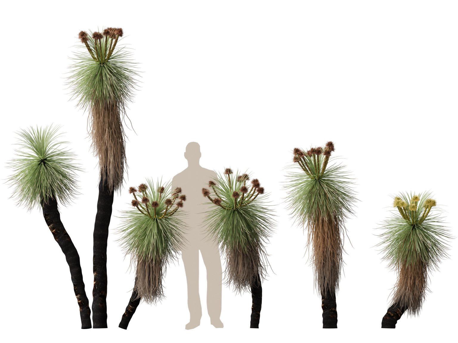 Kingia australis - bullanock 3D Model