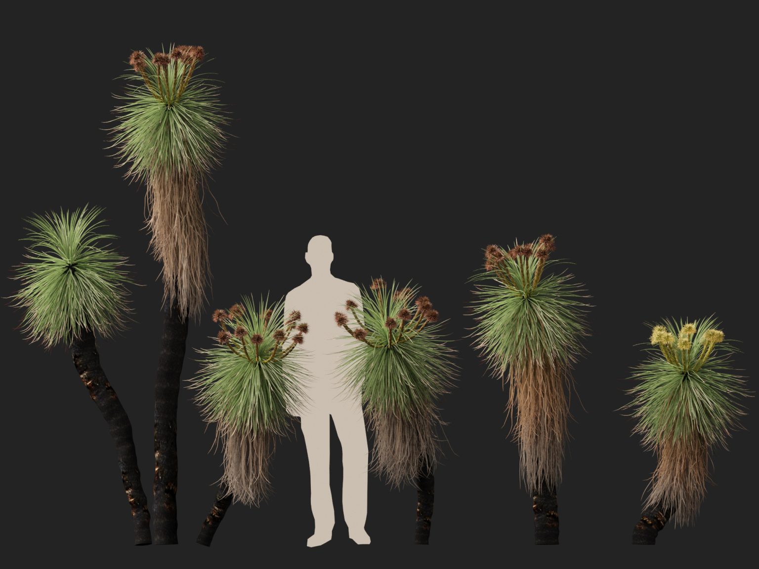 Kingia australis - bullanock 3D Model