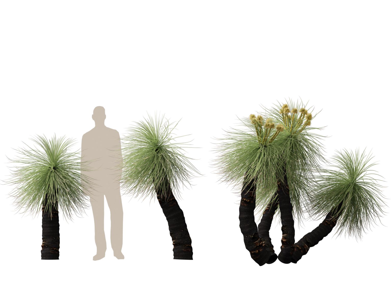 Kingia australis - bullanock 3D Model