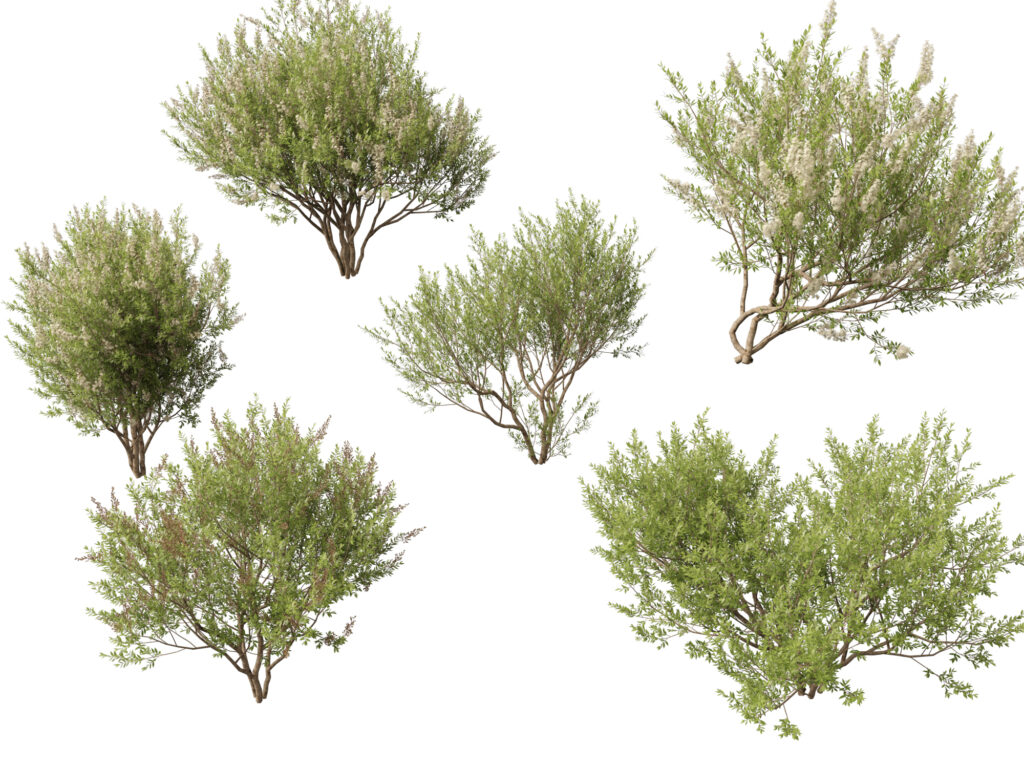 Lawsonia inermis - Henna Tree 3D Model