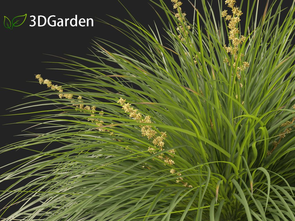 Lomandra Lime Tuff - Mat Rush 3D Model
