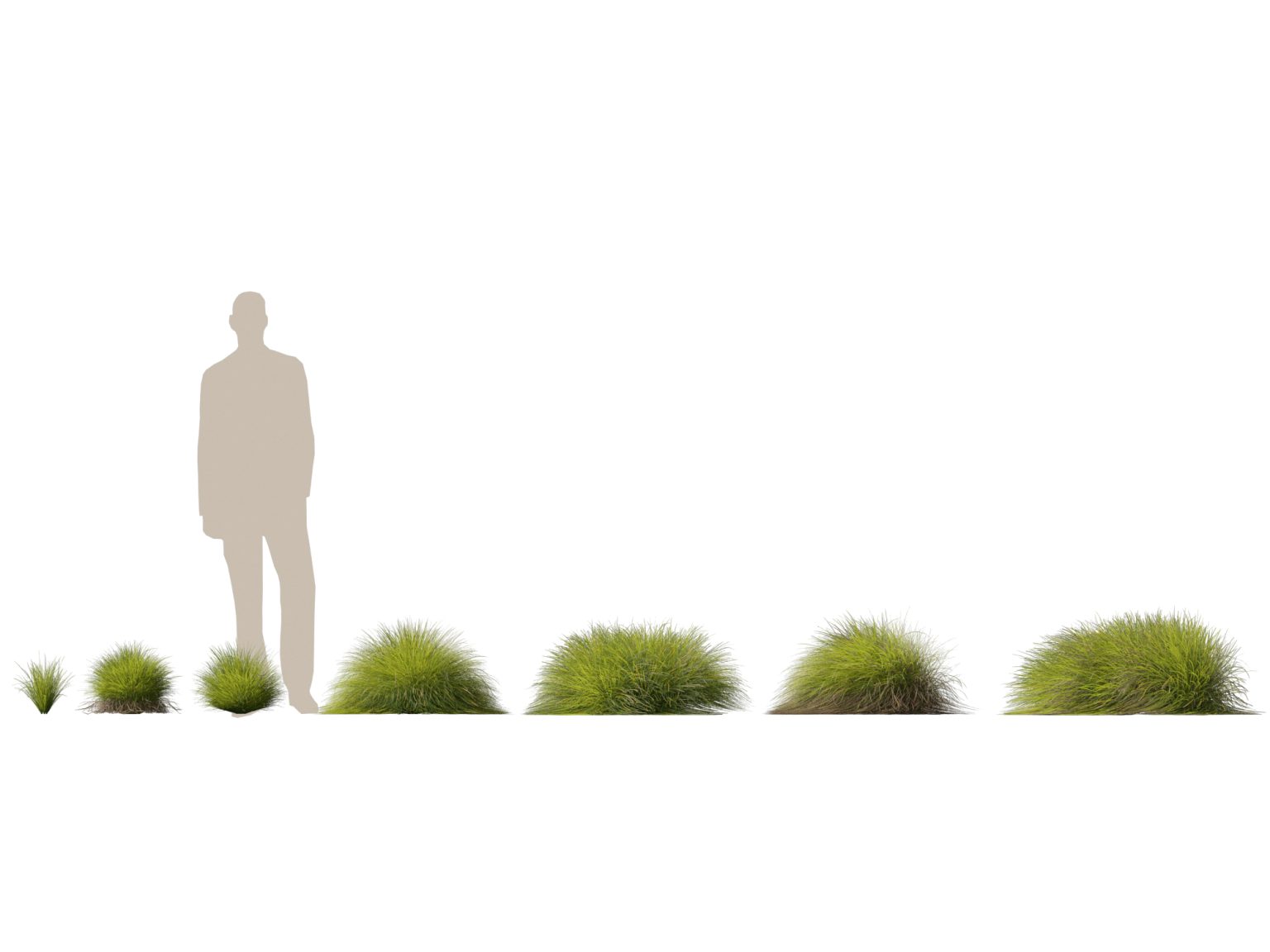 Lomandra confertifolia Little Con - Small Mat Rush 3D Model