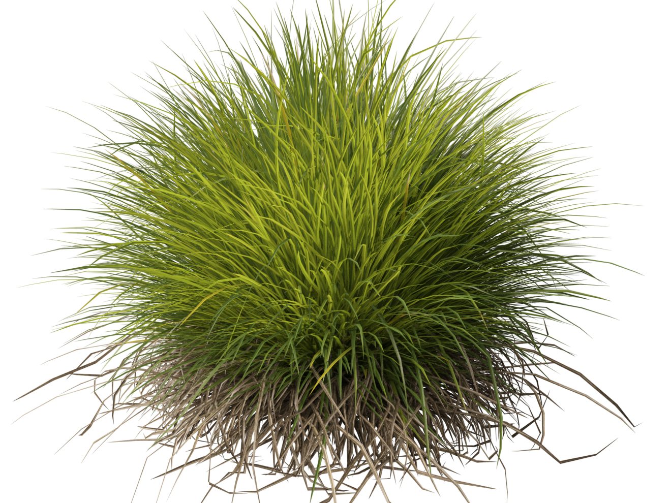 Lomandra confertifolia Little Con - Small Mat Rush 3D Model