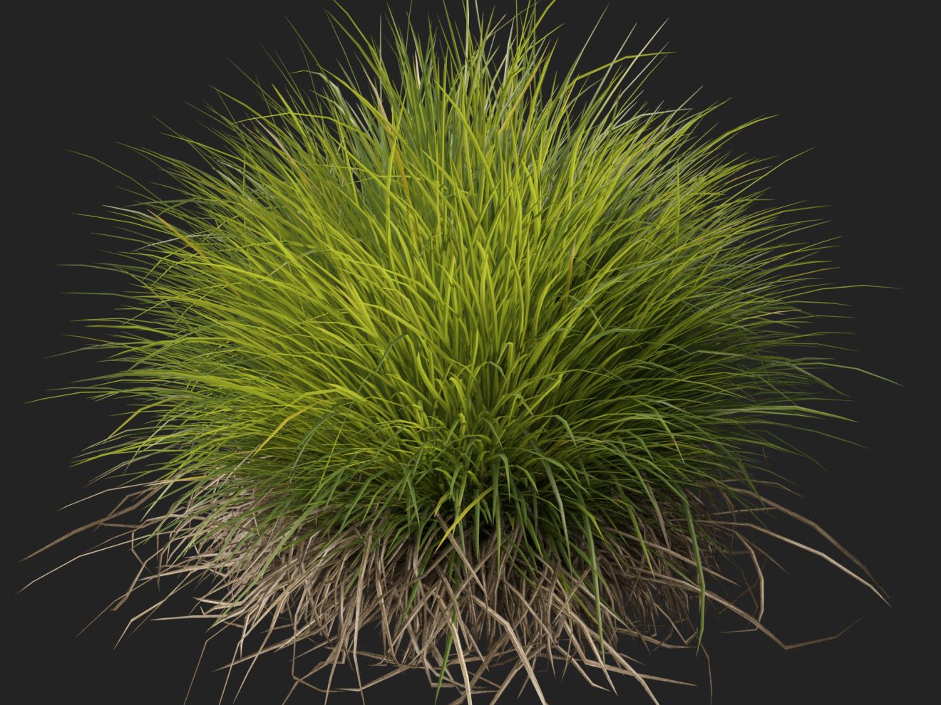 Lomandra confertifolia Little Con - Small Mat Rush 3D Model
