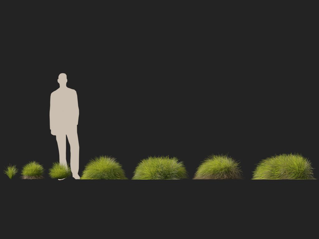 Lomandra confertifolia Little Con - Small Mat Rush 3D Model