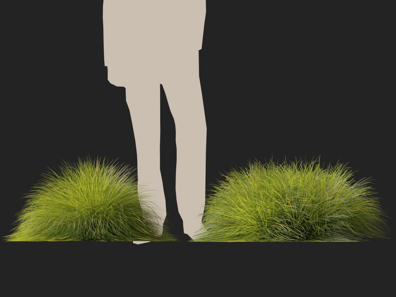 Lomandra confertifolia Little Con - Small Mat Rush 3D Model