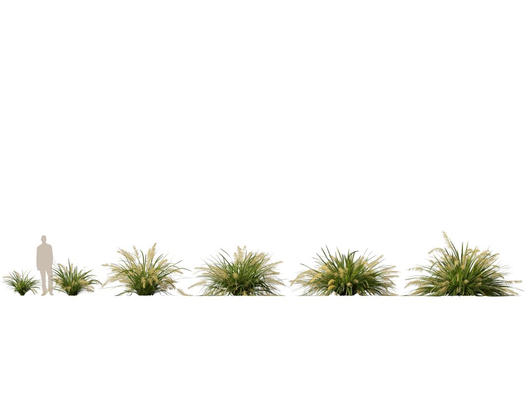 Lomandra hystrix Katie Belles - Slender Mat Rush 3D Model