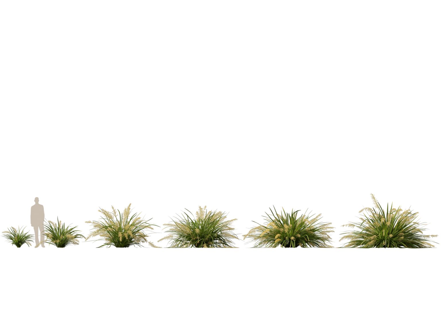 Lomandra hystrix Katie Belles - Slender Mat Rush 3D Model