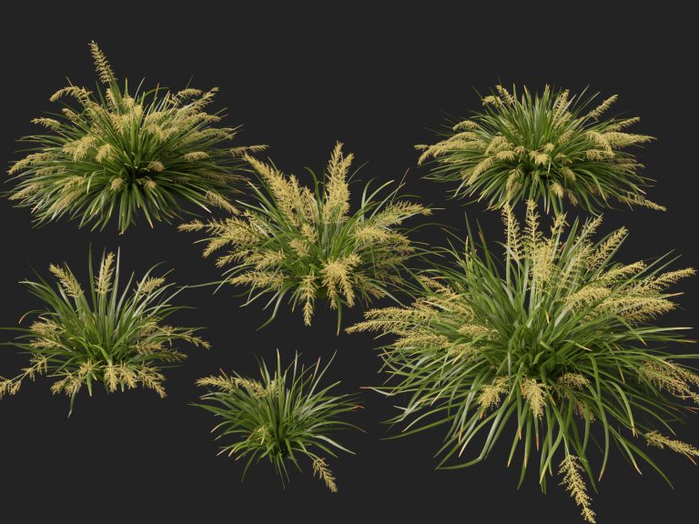 Lomandra hystrix Katie Belles - Slender Mat Rush 3D Model