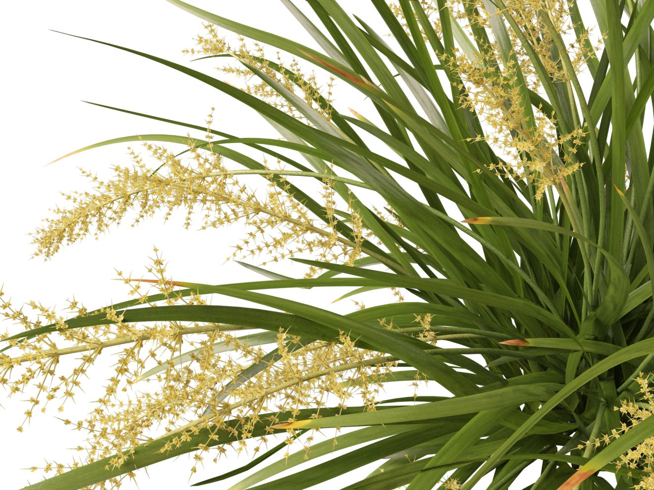 Lomandra hystrix Katie Belles - Slender Mat Rush 3D Model