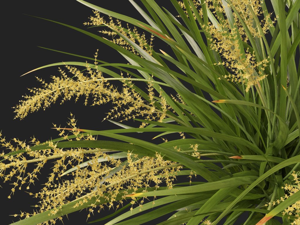 Lomandra hystrix Katie Belles - Slender Mat Rush 3D Model
