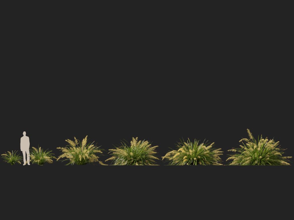 Lomandra hystrix Katie Belles - Slender Mat Rush 3D Model