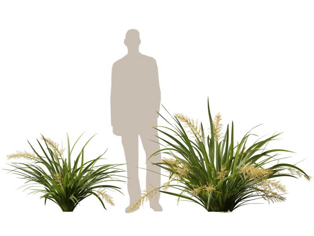 Lomandra hystrix Katie Belles - Slender Mat Rush 3D Model