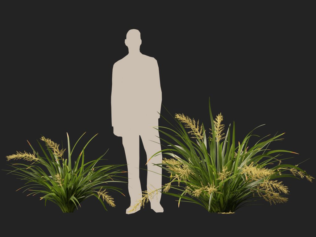 Lomandra hystrix Katie Belles - Slender Mat Rush 3D Model