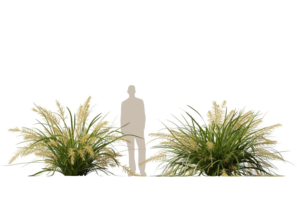 Lomandra hystrix Katie Belles - Slender Mat Rush 3D Model