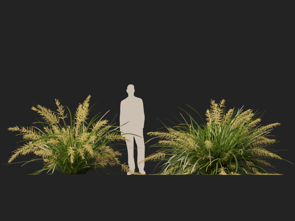 Lomandra hystrix Katie Belles - Slender Mat Rush 3D Model