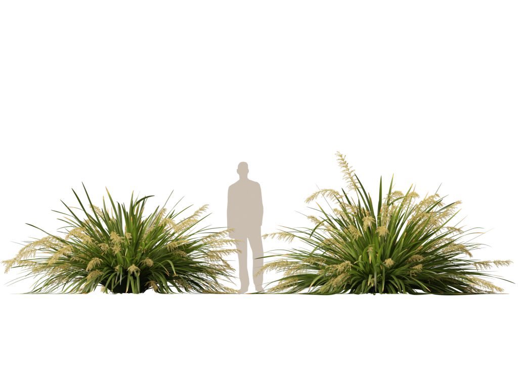 Lomandra hystrix Katie Belles - Slender Mat Rush 3D Model