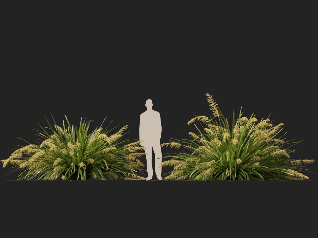Lomandra hystrix Katie Belles - Slender Mat Rush 3D Model