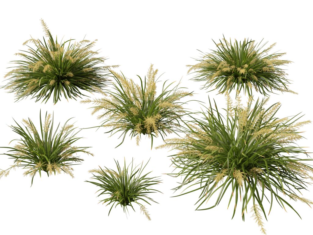 Lomandra hystrix Katie Belles - Slender Mat Rush 3D Model