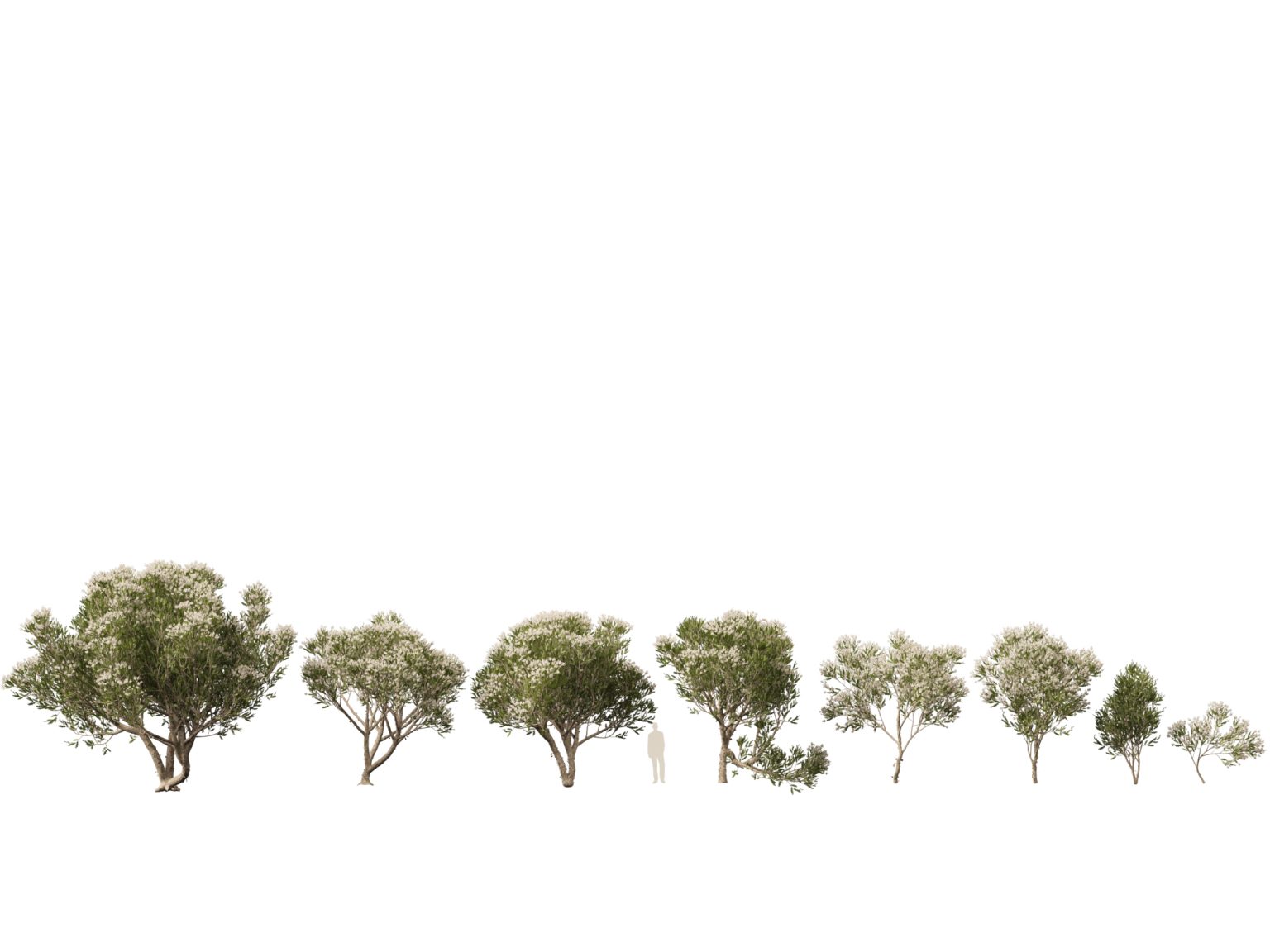 Melaleuca ericifolia - swamp paperbark 3D Model