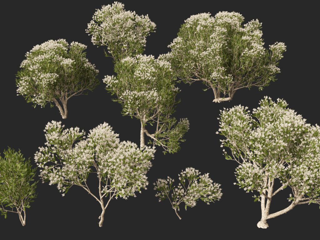 Melaleuca ericifolia - swamp paperbark 3D Model