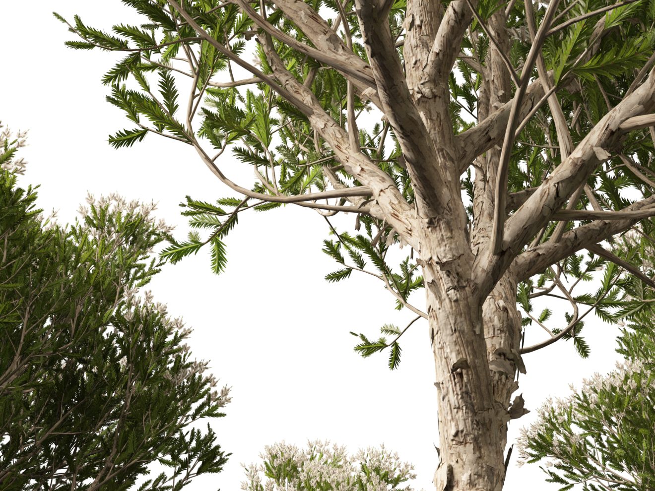 Melaleuca ericifolia - swamp paperbark 3D Model