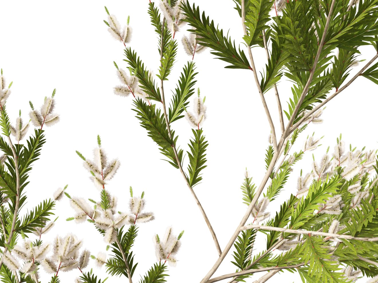 Melaleuca ericifolia - swamp paperbark 3D Model