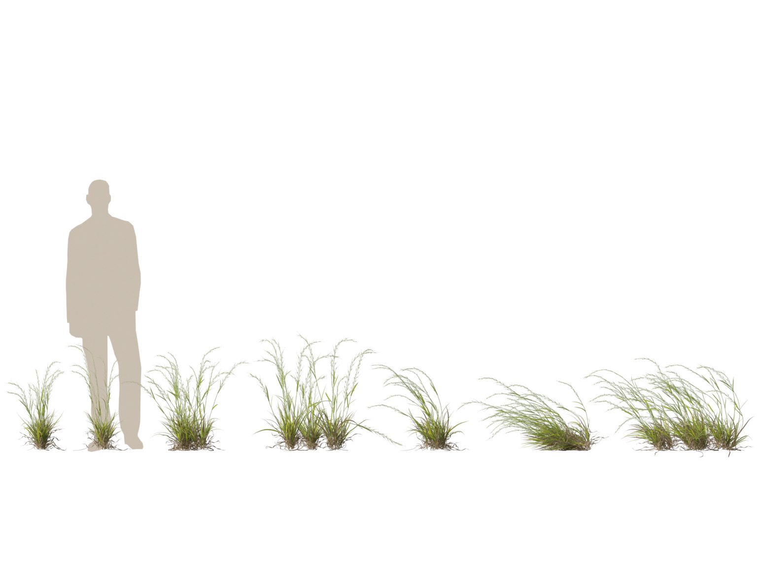 Microlaena stipoides - Weeping meadow grass 3D Model