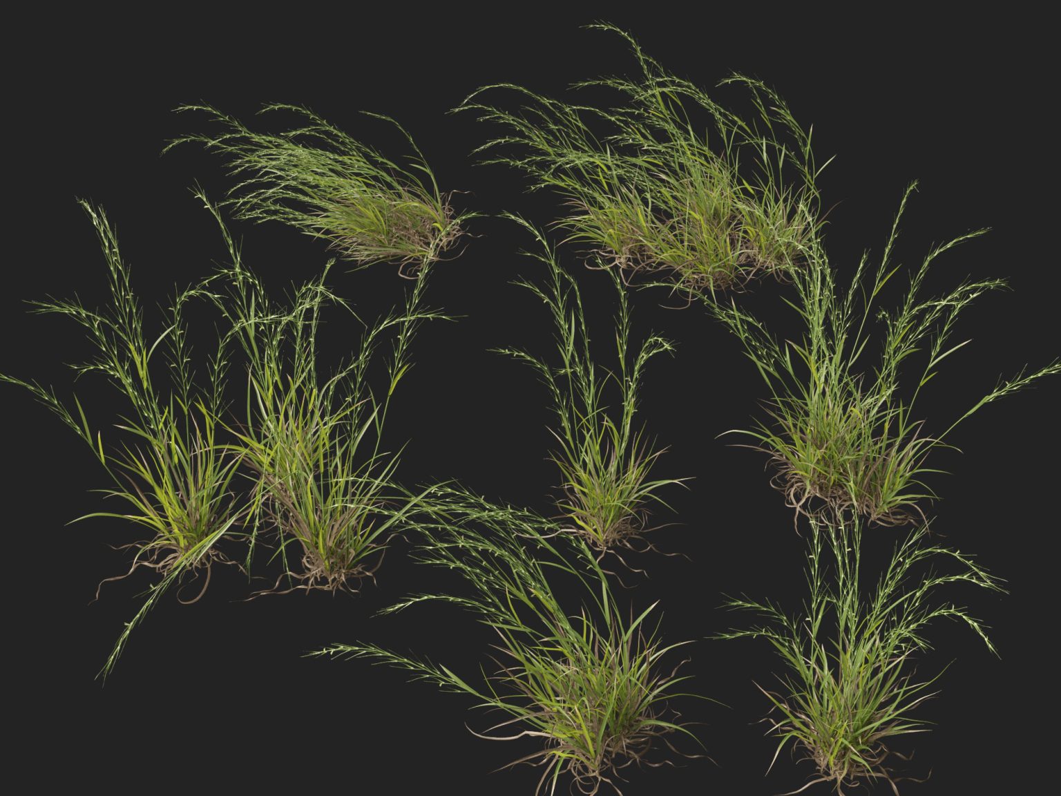 Microlaena stipoides - Weeping meadow grass 3D Model