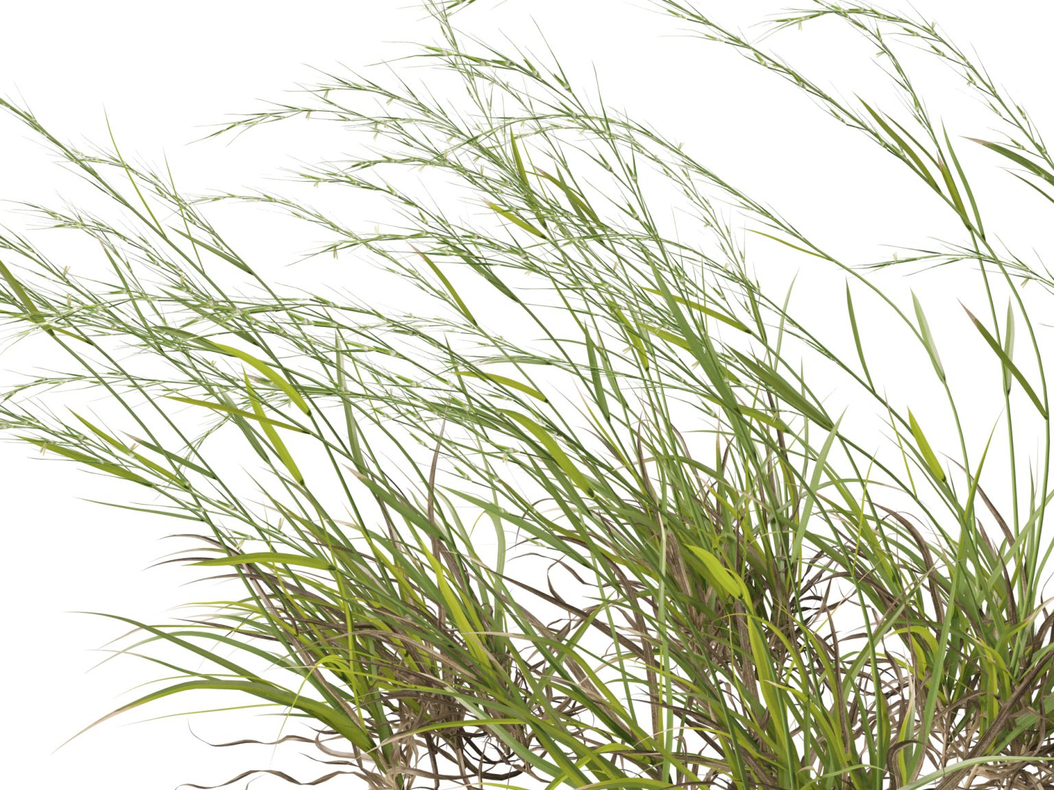 Microlaena stipoides - Weeping meadow grass 3D Model