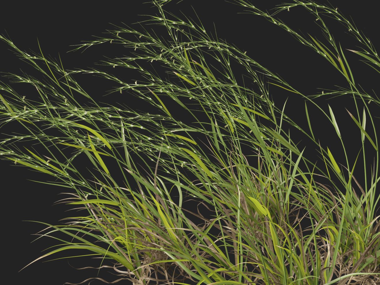 Microlaena stipoides - Weeping meadow grass 3D Model