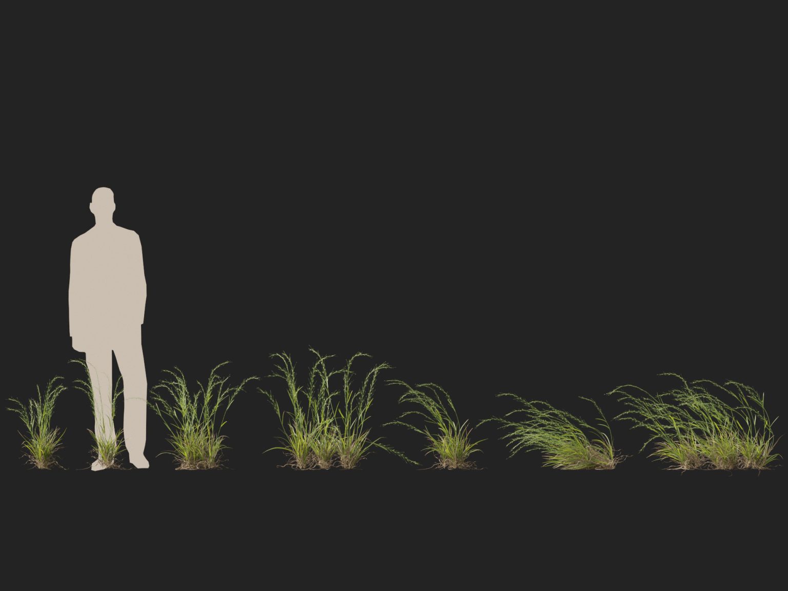 Microlaena stipoides - Weeping meadow grass 3D Model