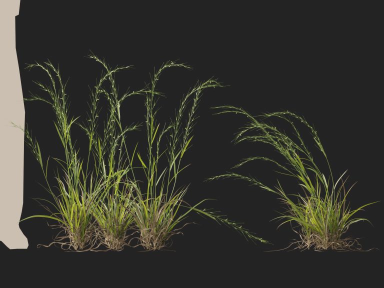 Microlaena stipoides - Weeping meadow grass 3D Model