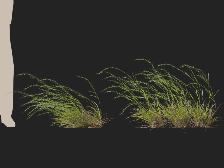 Microlaena stipoides - Weeping meadow grass 3D Model