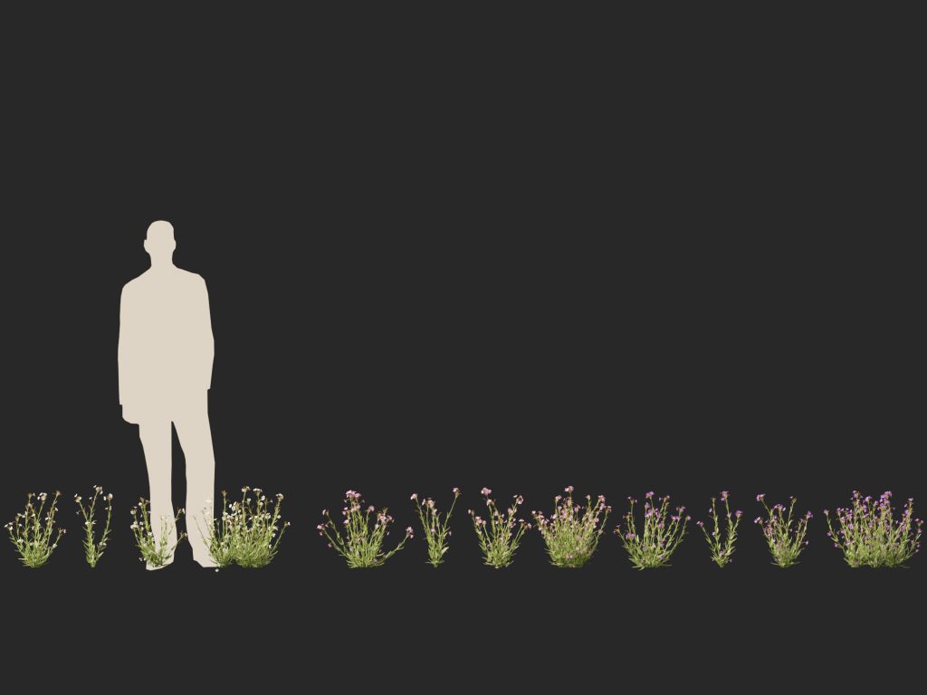 Mimulus gracilis - slender monkey flower 3D Model