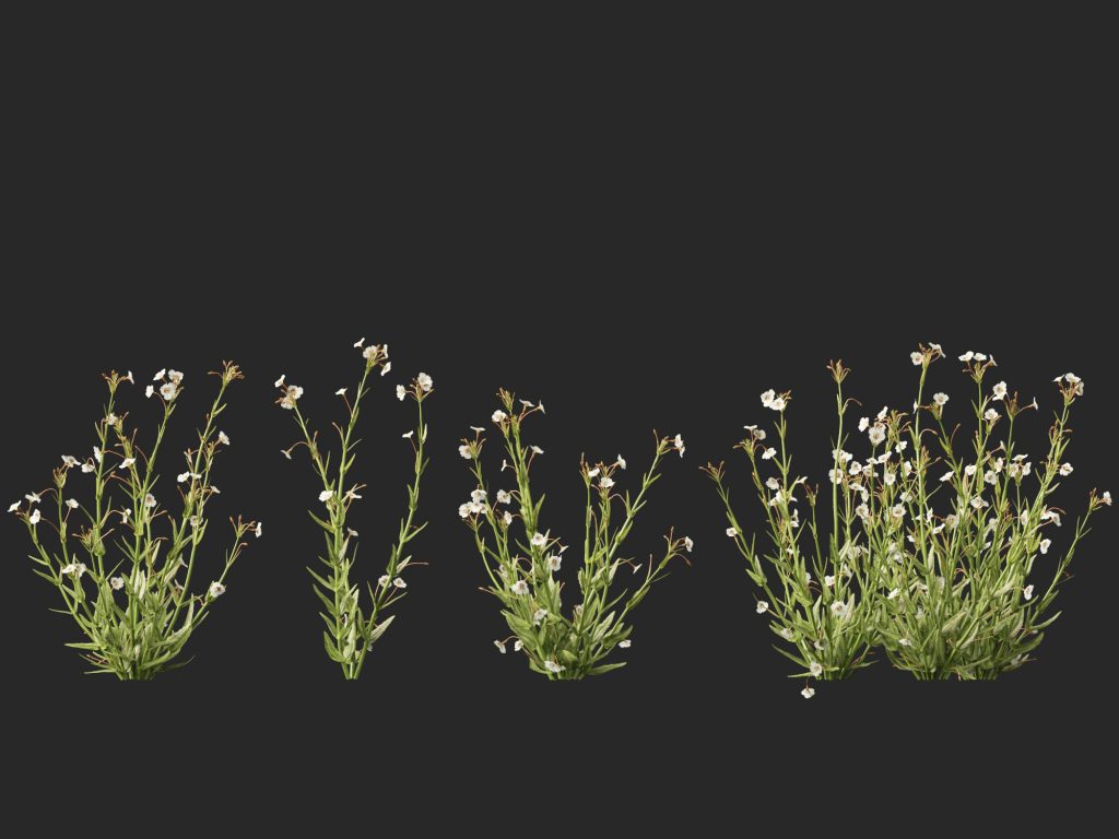 Mimulus gracilis - slender monkey flower 3D Model