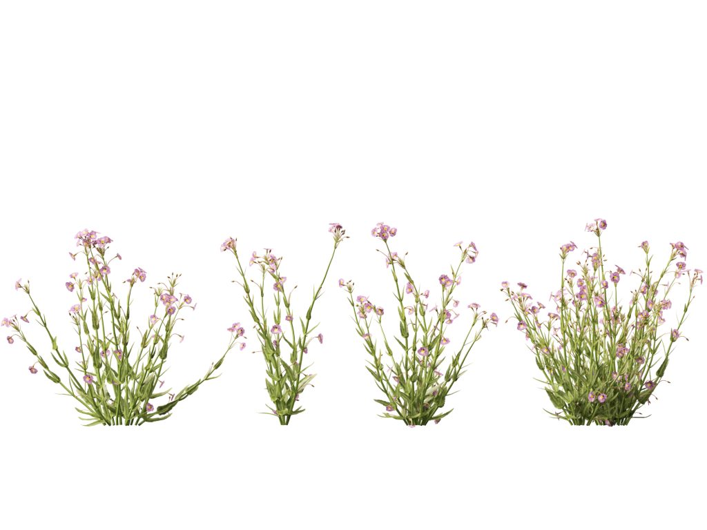 Mimulus gracilis - slender monkey flower 3D Model