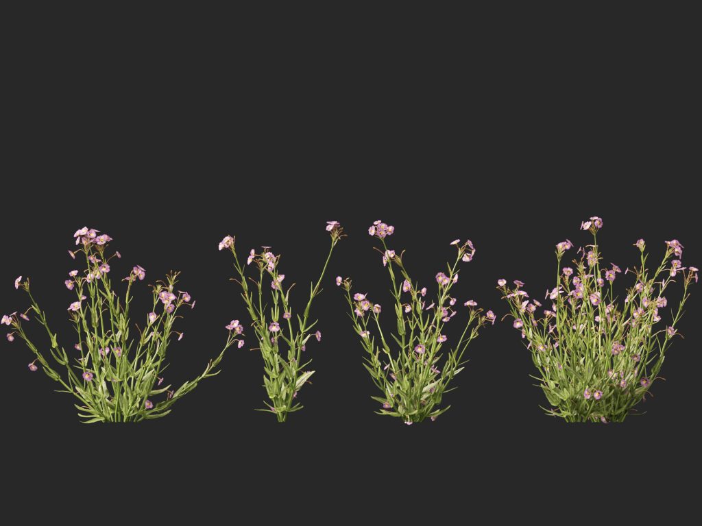Mimulus gracilis - slender monkey flower 3D Model