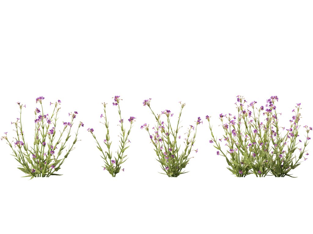 Mimulus gracilis - slender monkey flower 3D Model