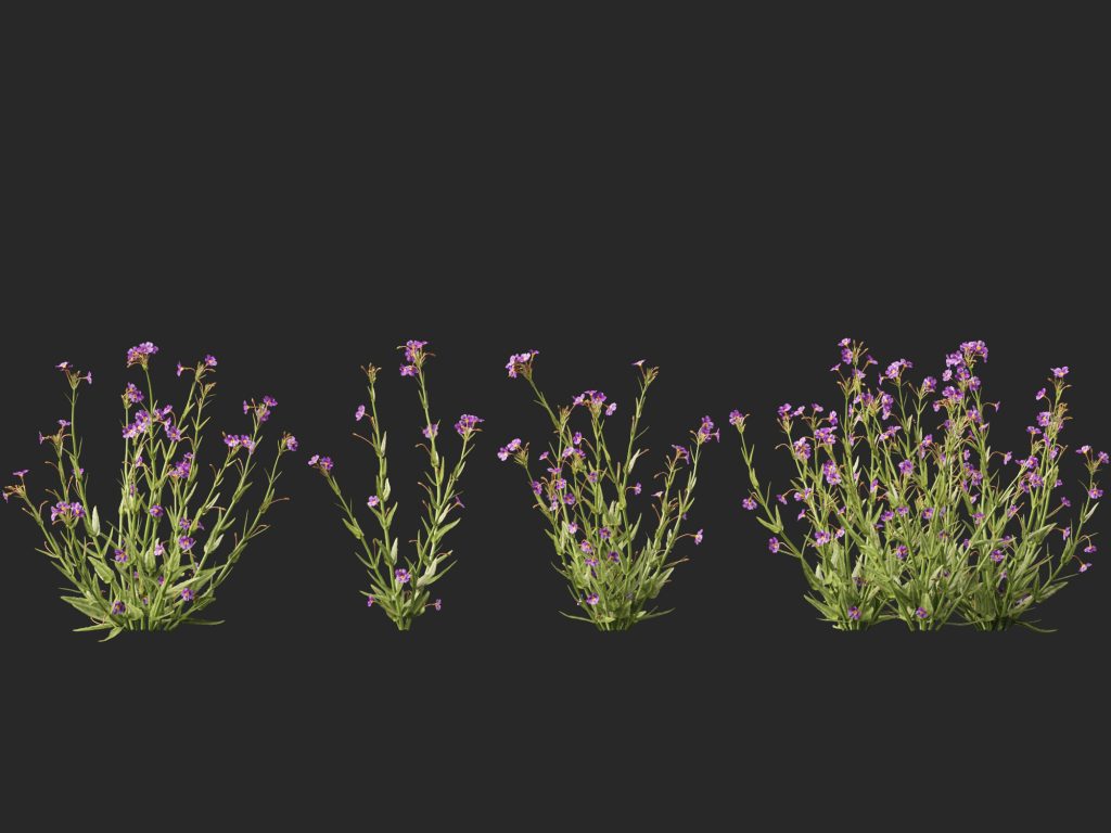 Mimulus gracilis - slender monkey flower 3D Model