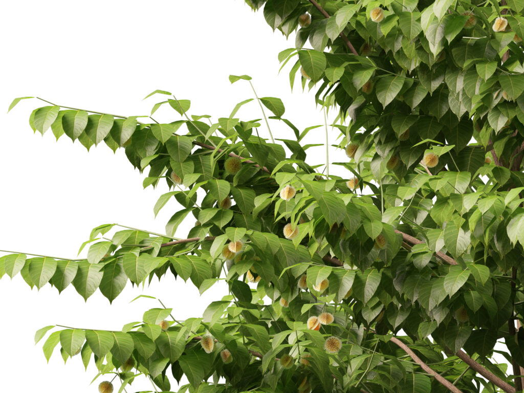 Neolamarckia cadamba - Burflower-tree 3D Model