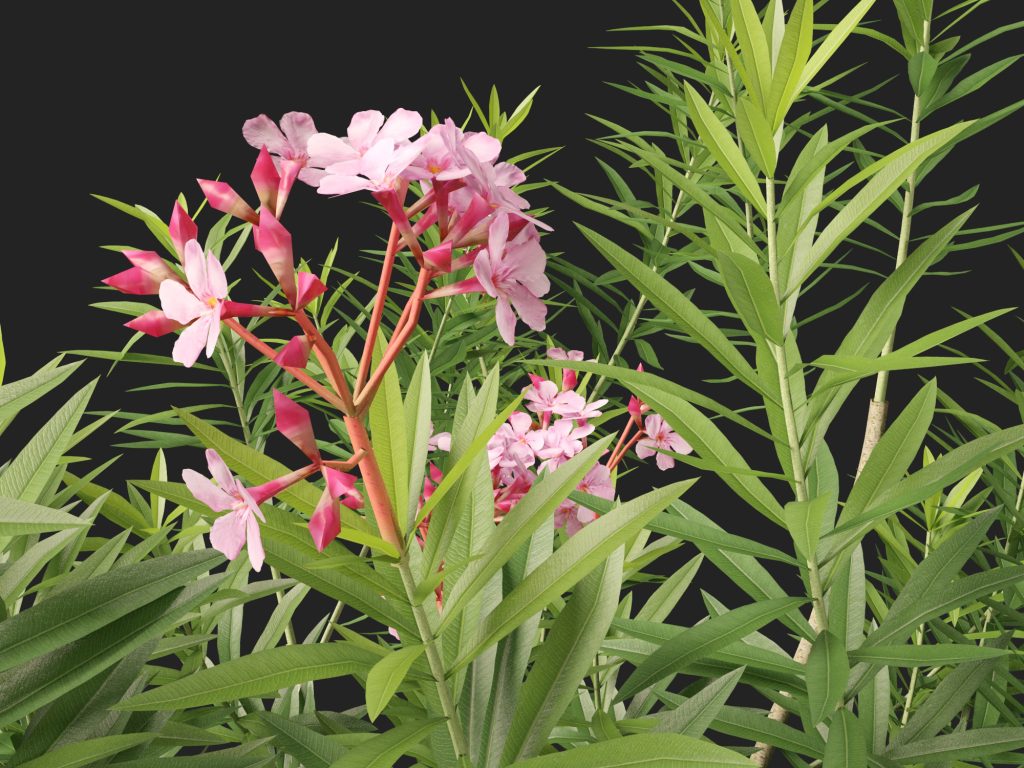 Nerium oleander - Rosebay 3D Model