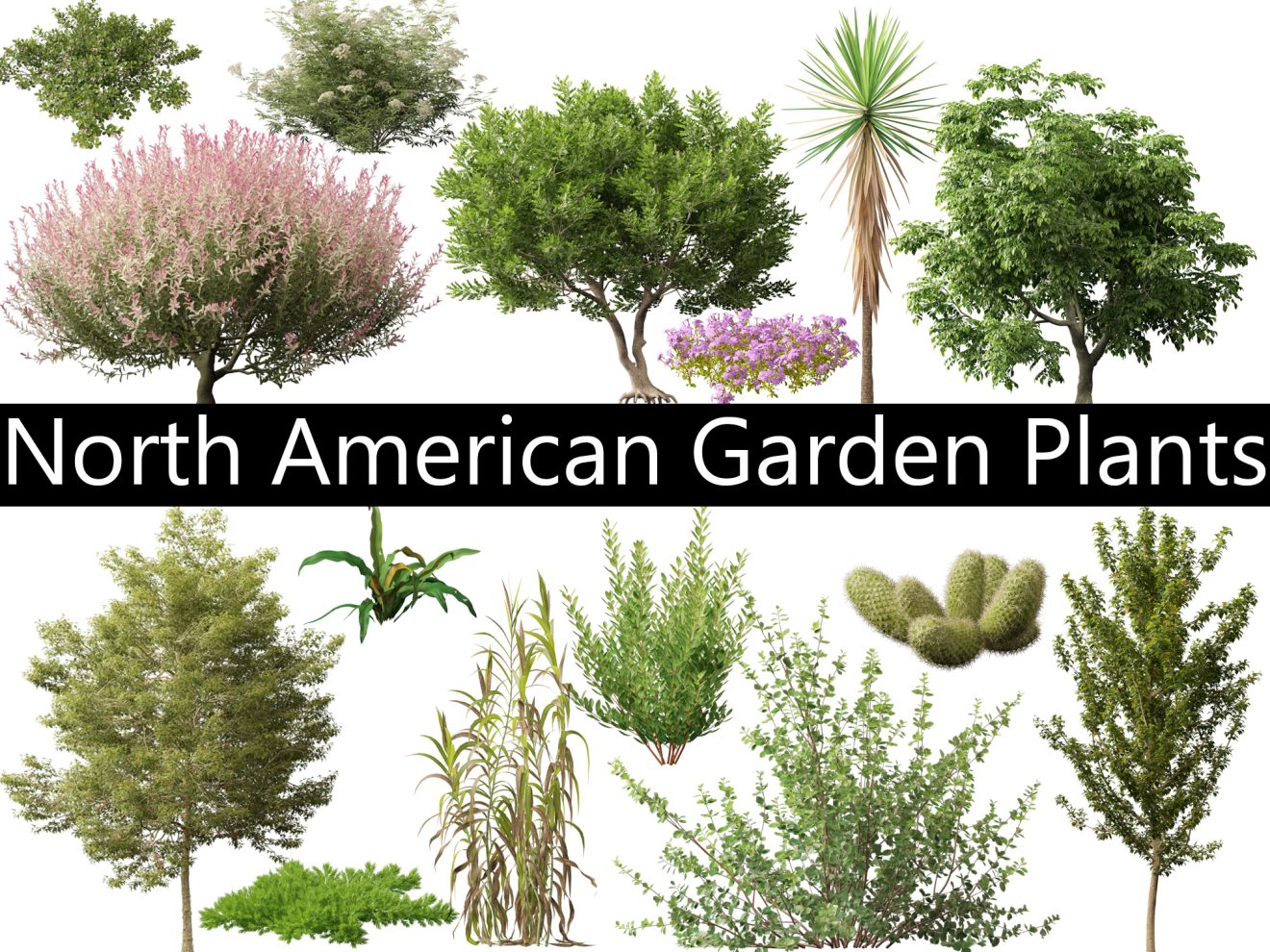 North American Garden Plants Pack 50