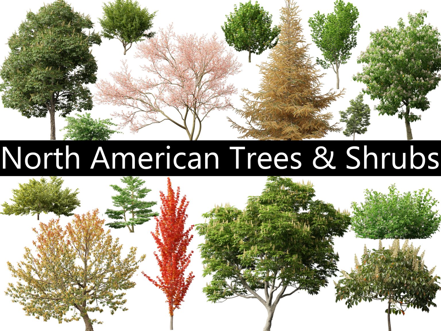 Twinmotion Plants, Tree, Grass 3D Models Free Download